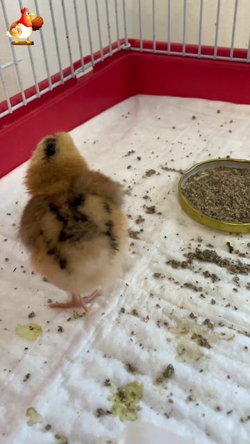 Цыпленок Легбар 2 дня