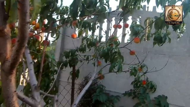 Технология выращивания персиков.