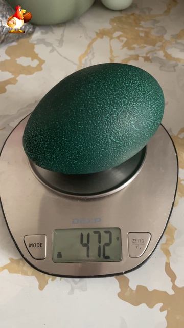 Яйцо Эму по сравнению с яйцом Курочки