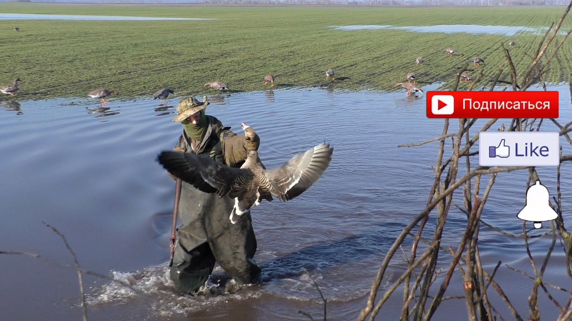 Охота на гуся. Отлично поохотились в выходные. Goose hunting. We had a great hunt this weekend.