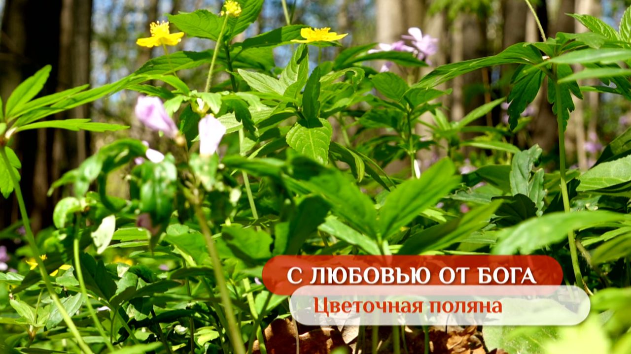 Цветочная поляна | С любовью от Бога