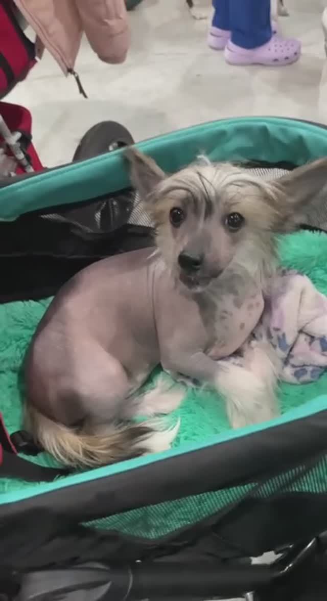 Первый раз на выставке девочки Grace и Deniz