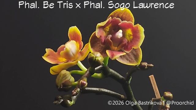 Phal. Be Tris x Phal. Sogo Lawrence TL