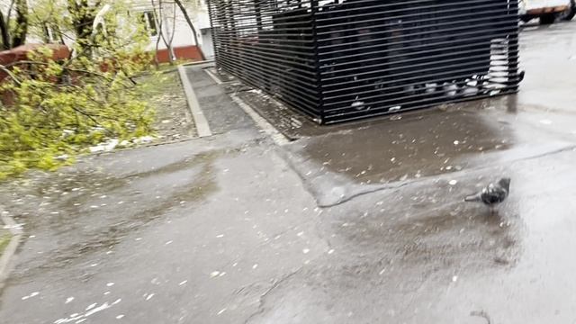 Московский двор после апрельского снегопада. Последствия сильного ветра и выкорчеванные деревья.