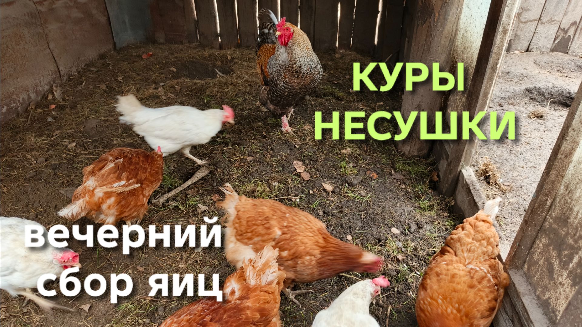 Куры-несушки несут яйца эконом класса