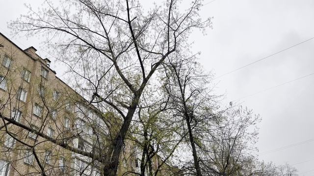 Дерево упало на припаркованные машины и перегородило улицу. Московские дворы после ночного ветра