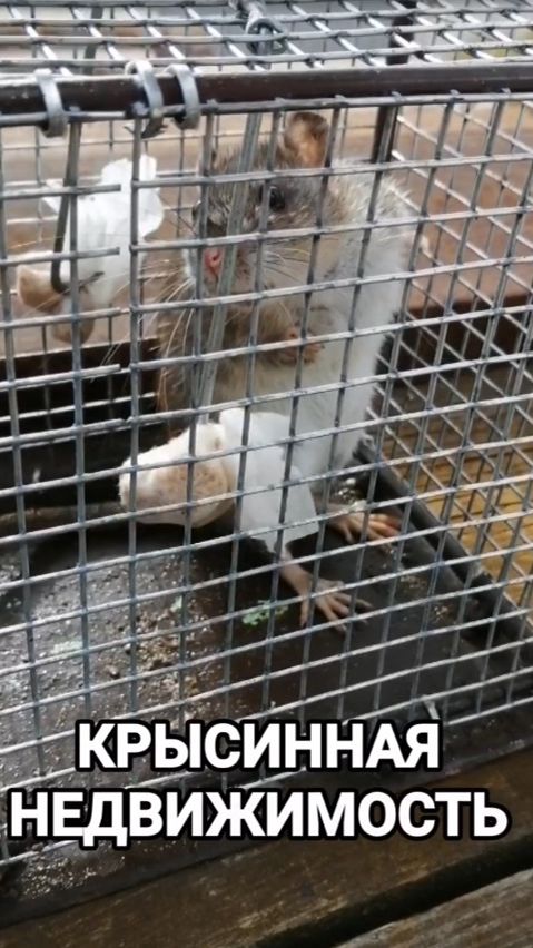 Самое лучшее средство от грызунов.