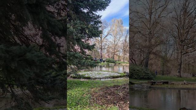 Весна в Москве (апрель 2026 в Японском саду)
