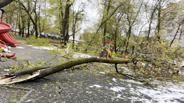 Последствия апрельского снегопада. Дерево в Московском дворе упало на машину.