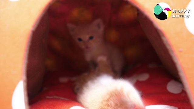 Котята весело играют, прыгая и исследуя мир вокруг себя с большим любопытством.