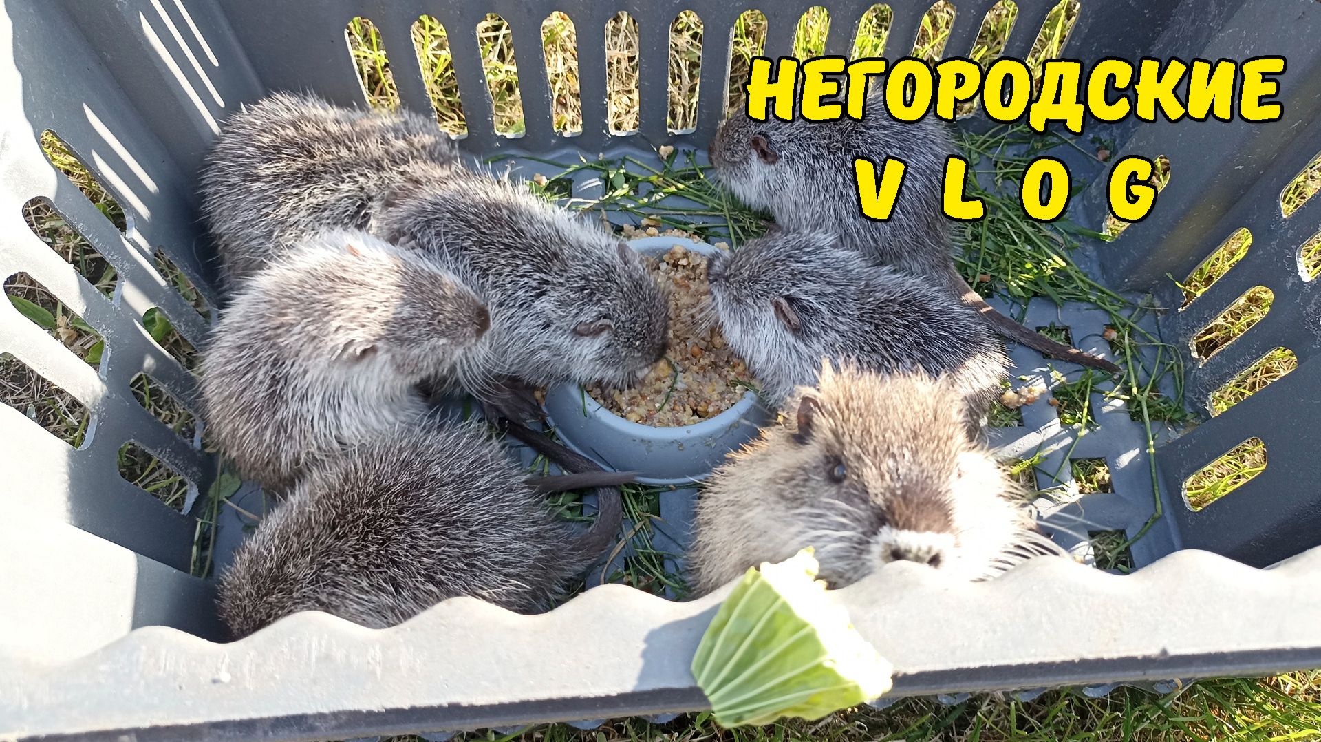 Одна на хозяйстве. Накормила НУТРИЙ и НУТРЯТ. 28.04.26