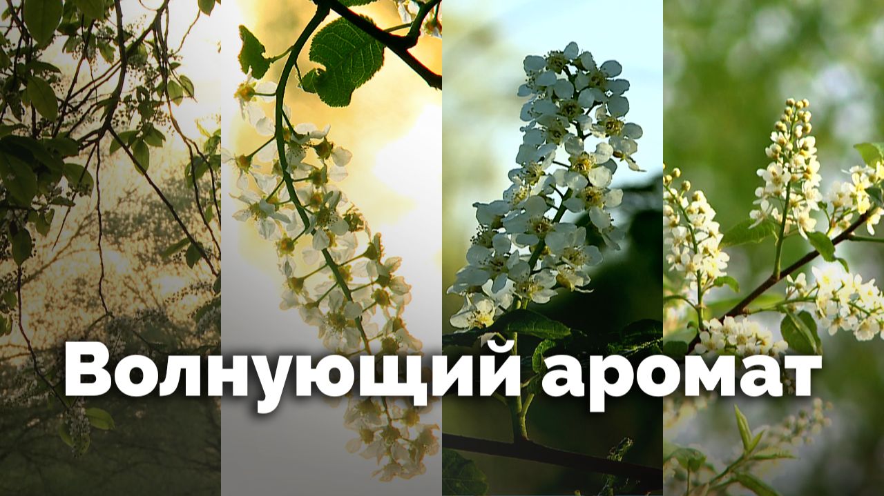 Волнующий аромат | С любовью к русской природе