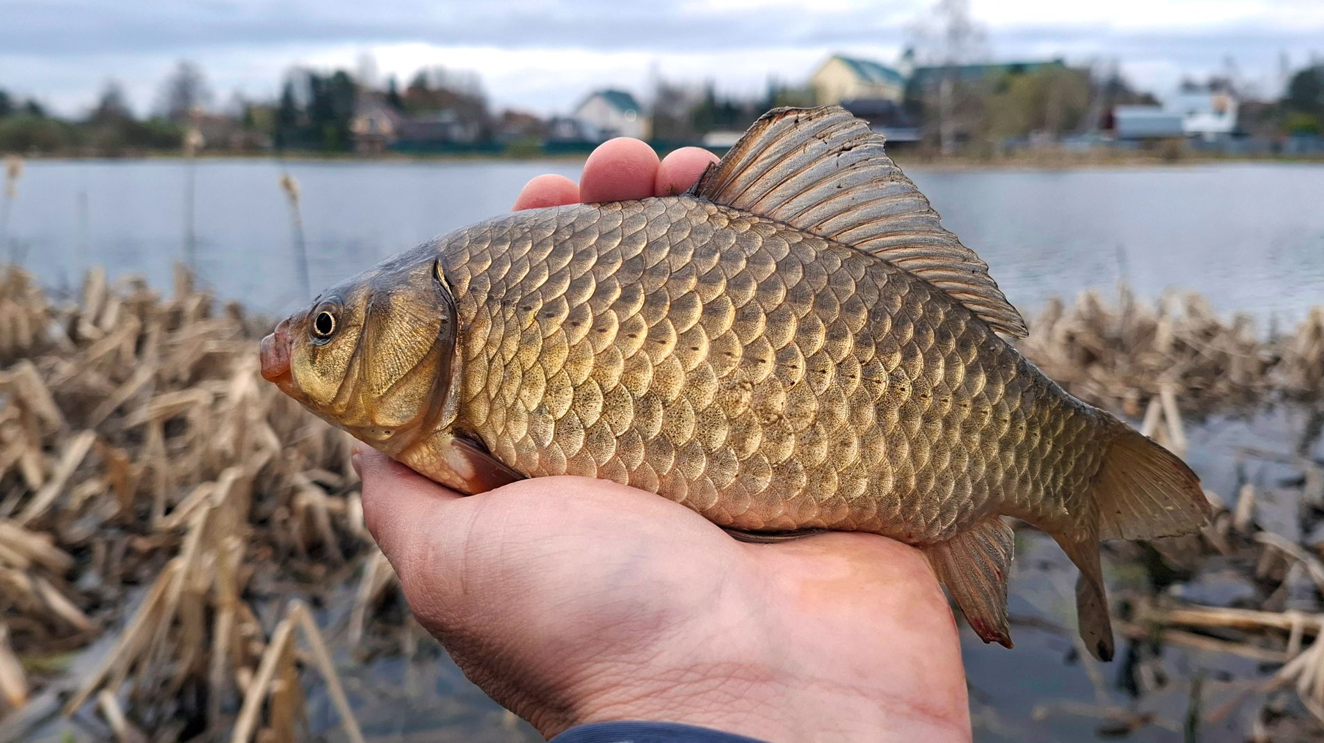 Карась уже клюёт! Ловля карася на фидер. Весенняя рыбалка в Подмосковье.