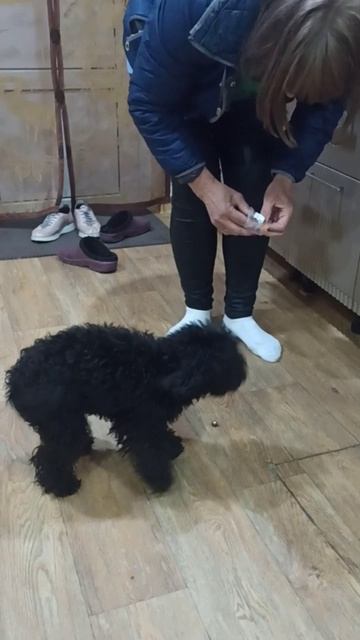 Собака выпрашивает вкусняшки. Той пудель. 🐩