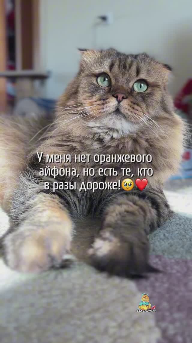 А что выбираете вы?📱🐈