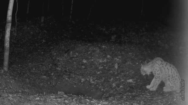 Рысь в апреле