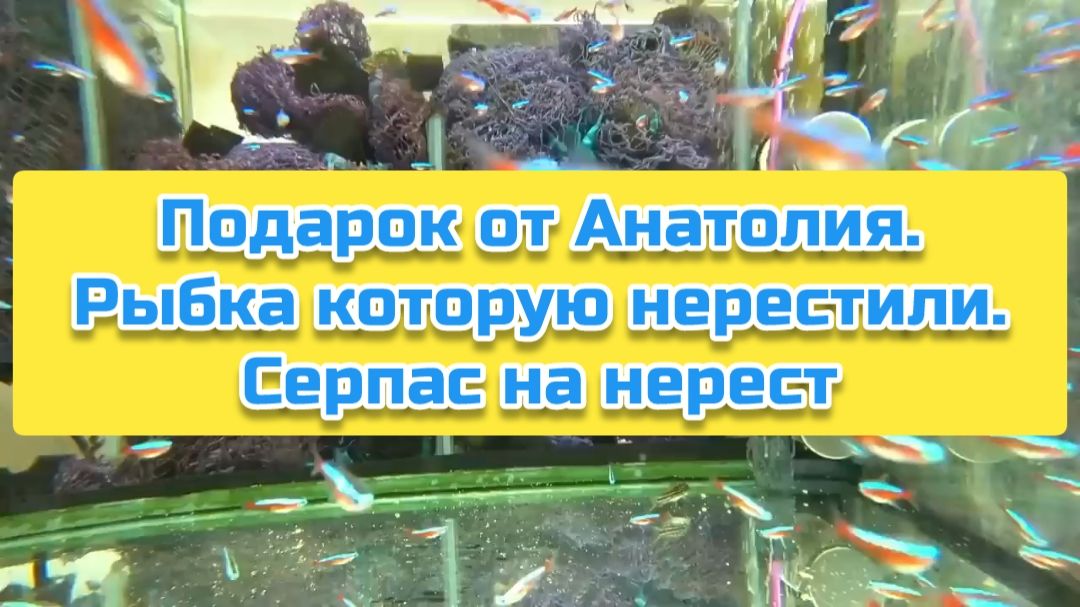 Подарок от Анатолия. Рыбка которую нерестили. Серпас на нерест