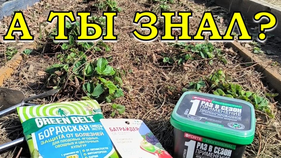 КЛУБНИКА 🍓🍓🍓 первые весенние работы🌞🌞🌞