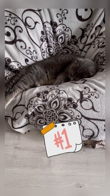 КошКомиксы. Серия 42 «Главные секреты кошачьего ментального здоровья»