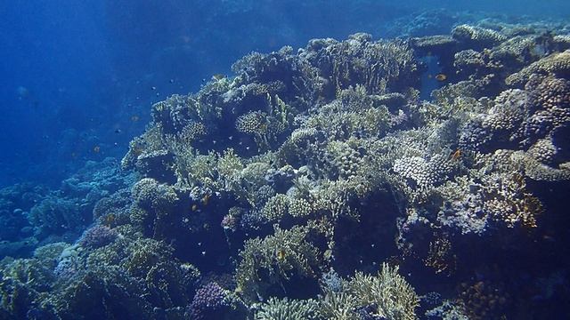 риф у Coral Beach Montazah PA280079