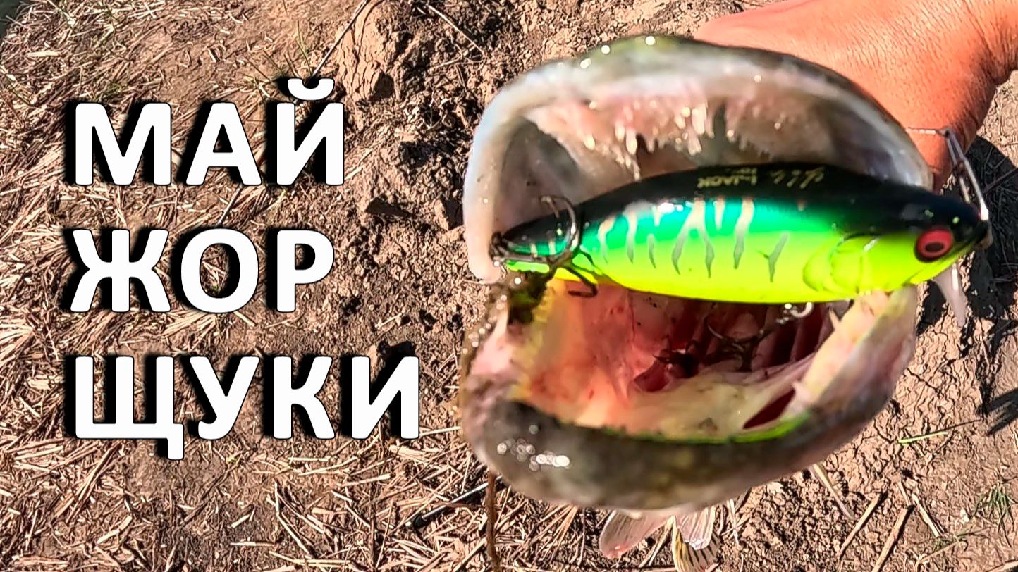 🔥 Щуки-двушки СНОВА рвут пузатый воблер! Майский жор: щука поймала ритм, 6 поклевок за 2 часа! 🔥