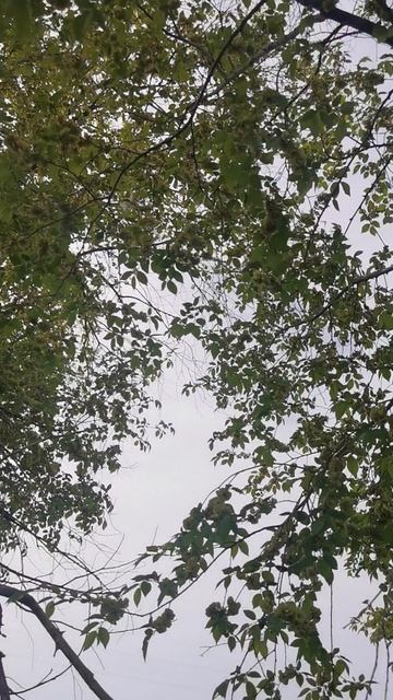VID_20240424_091609