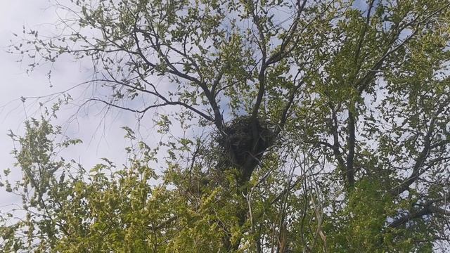 VID_20240424_091657