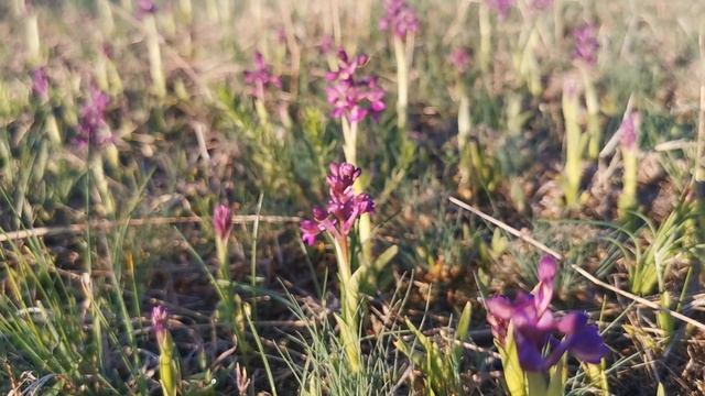 VID_20240423_062300