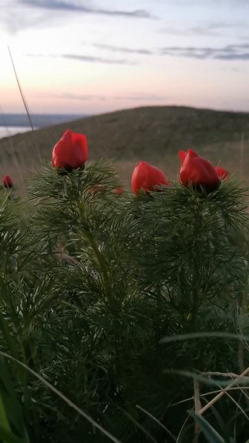 VID_20240422_192103