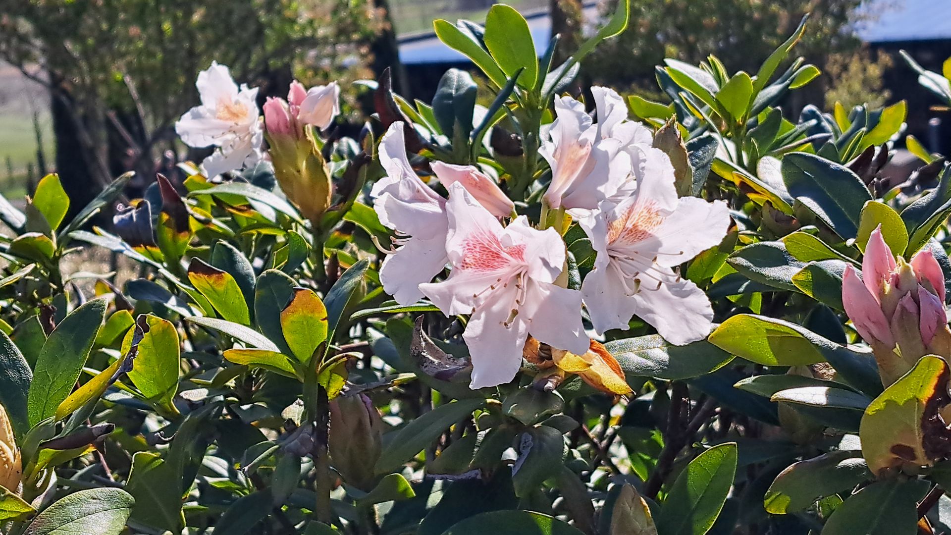 26.04.26  Мелодия весны в Парке Галицкого (Краснодар)