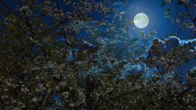 Весенняя ночь. Сергей Чекалин. Spring Night. Sergey Chekalin.