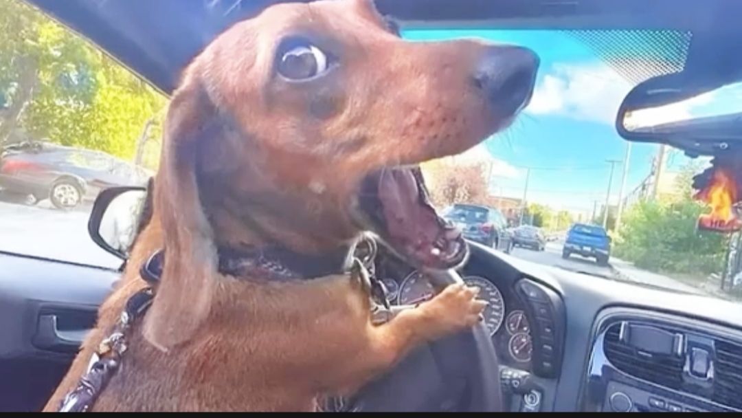 Смешные видео с домашними животными 🤣 прикольно и смешно🐕🐤🐈⬛