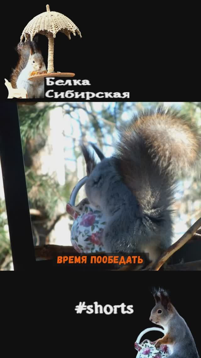 Белка пришла на обед