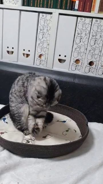 А чем еще поиграть бедному котику, если хозяева пьющие :)