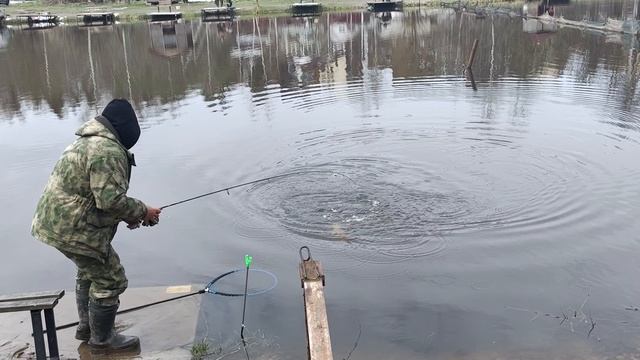 Светлые Горы Форель3 01.05.2026г.