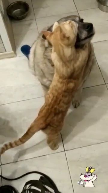 Любофф