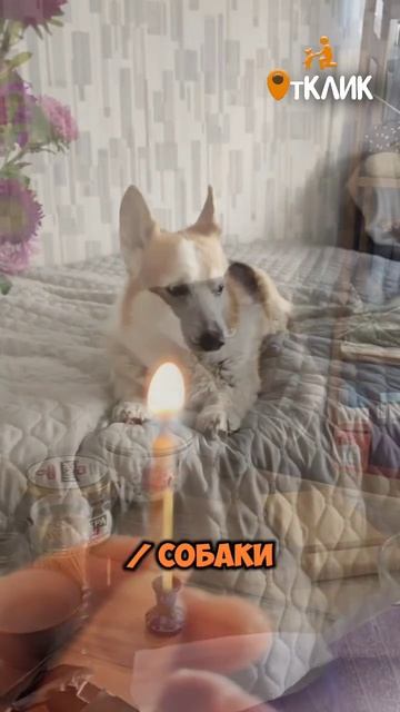 Кошки, собаки и огонь