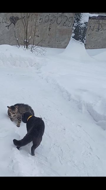 кто во дворе хозяин?😻😘😻🤪🤩🥰