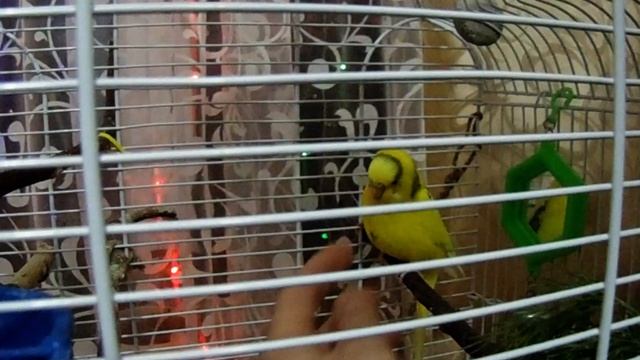 Волнистый попугай кусается когда его гладишь... Попугай не дает себя погладить