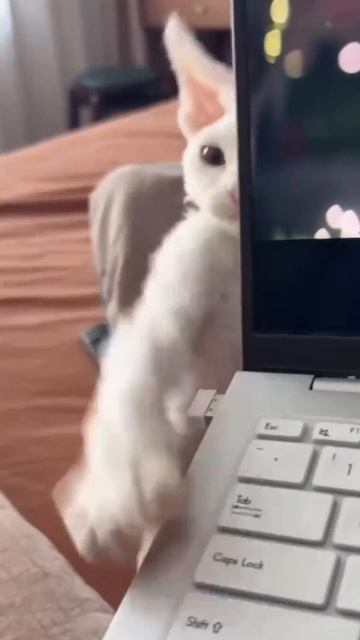 Чиню ноутбук