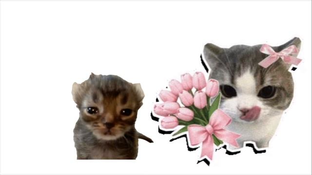 котяры вот так клад серия 17 серия мультфильм для детей