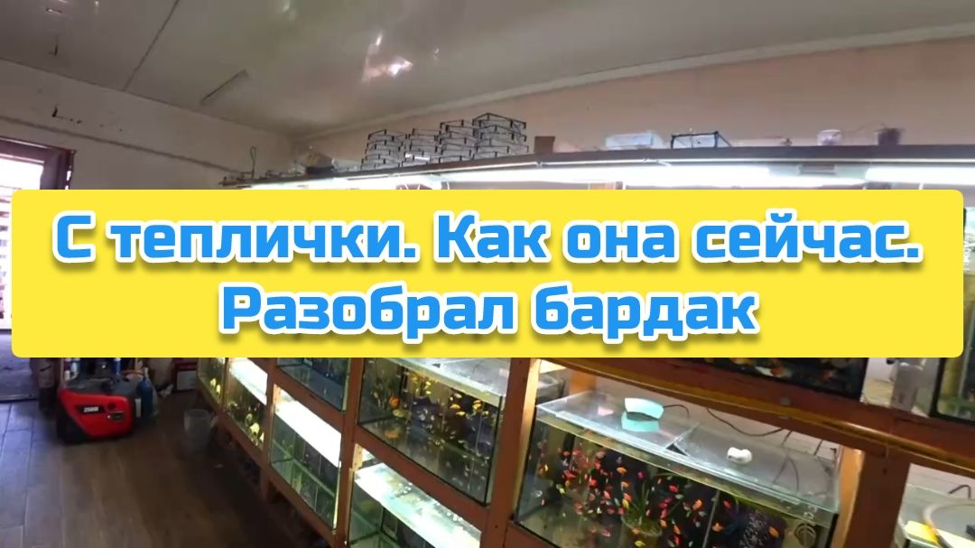С теплички. Как она сейчас. Разобрал бардак