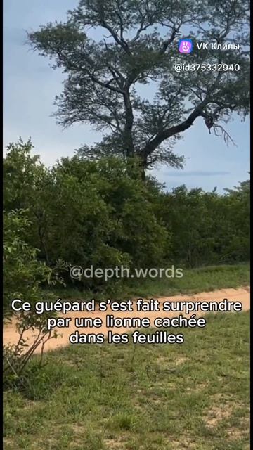 vkclips_20260428090323
