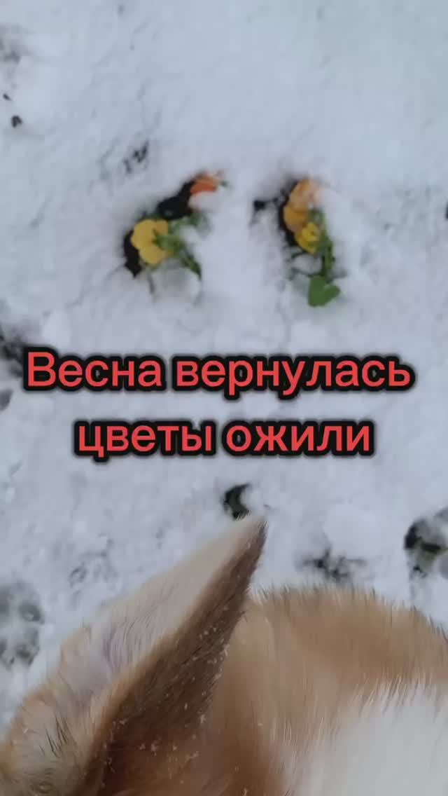 Весна вернулась #весна #снова весна #природа # животные