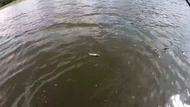 Секретный цвет воблера на спининг.