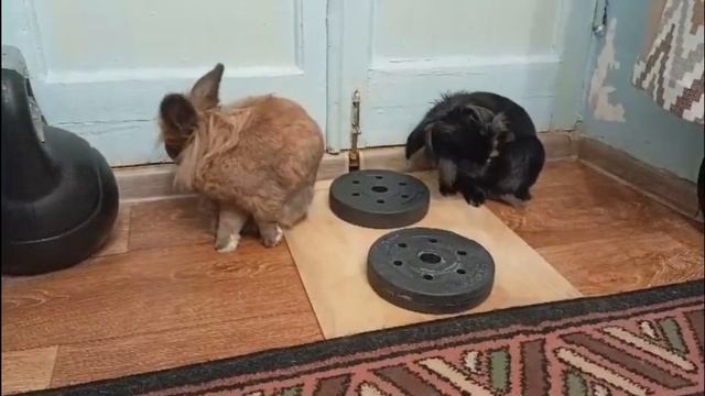 Синхронные умывания кроликов
