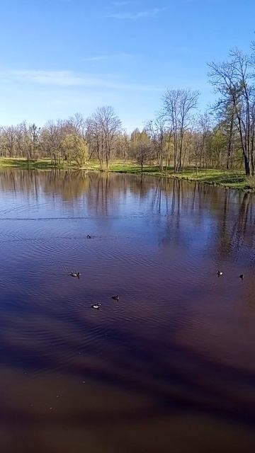 Утро с 5-месячным ребенком. Пушкин. Александровский парк. 2 мая.