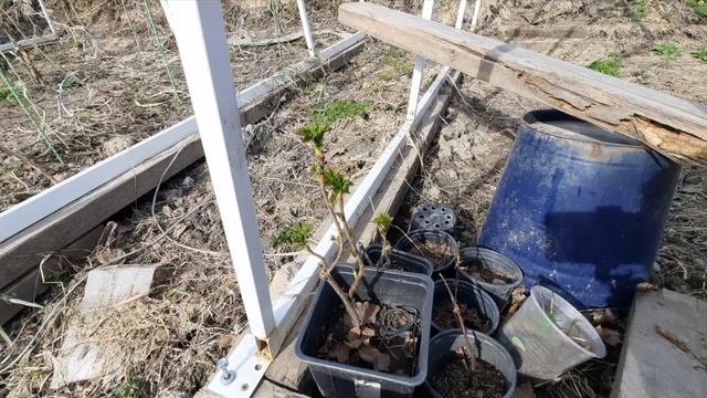 Дачная жизнь. 2 мая. Погода портиться.чехол для теплицы