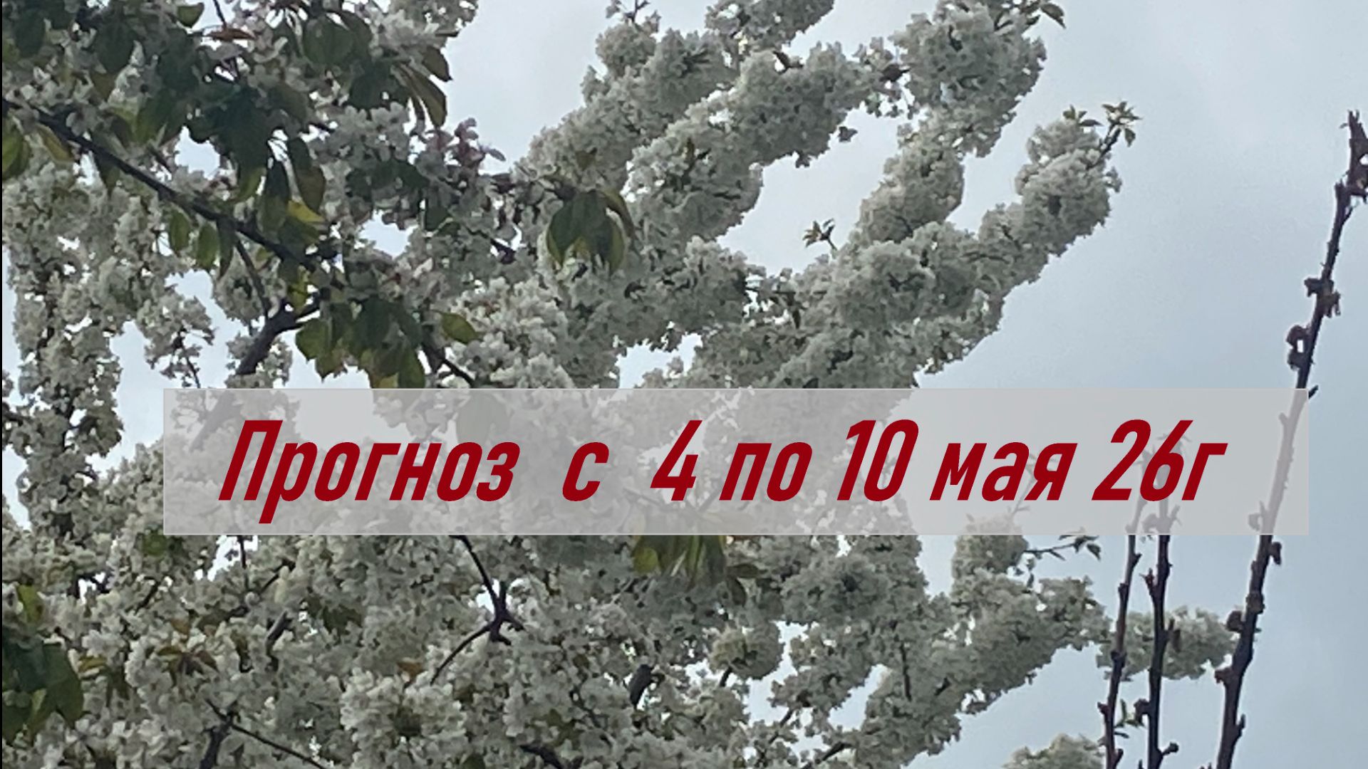 ПРОГНОЗ с 4 по 10 мая 26г