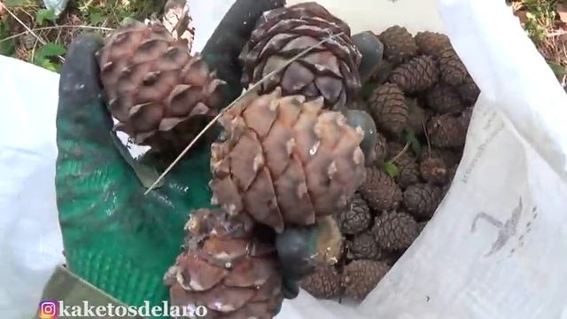 Кедровые орехи  Как это сделано  Pine nuts.